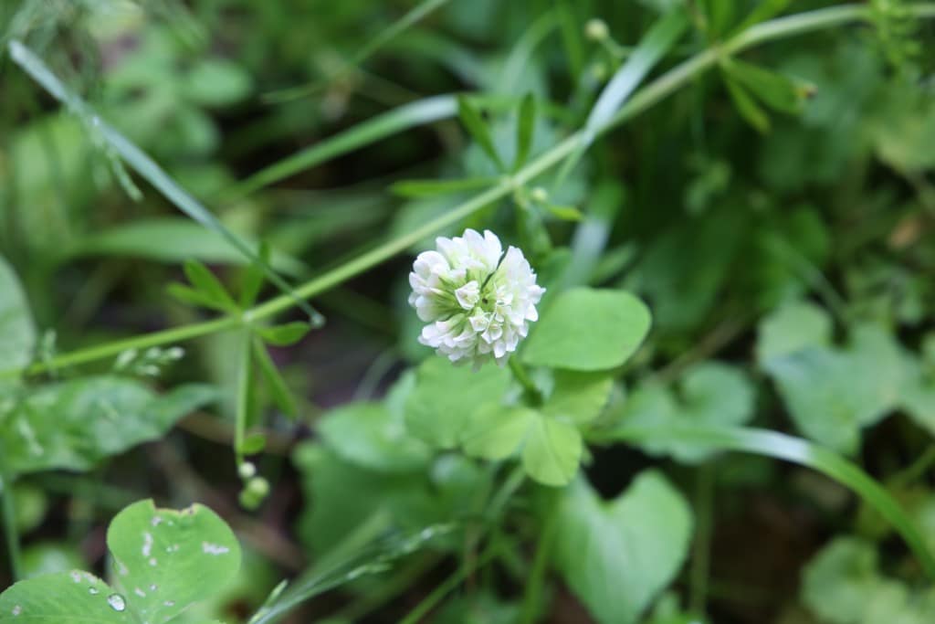 Athens Conservancy carves a path for plant that once relied on buffalo ...