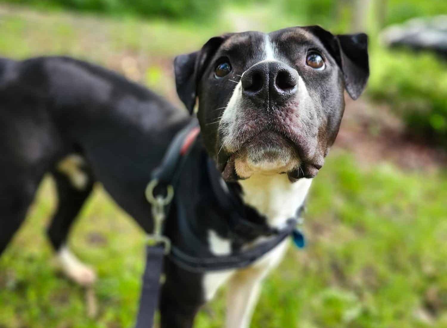 Dog of the Week: Dixie Ann – Athens County Independent