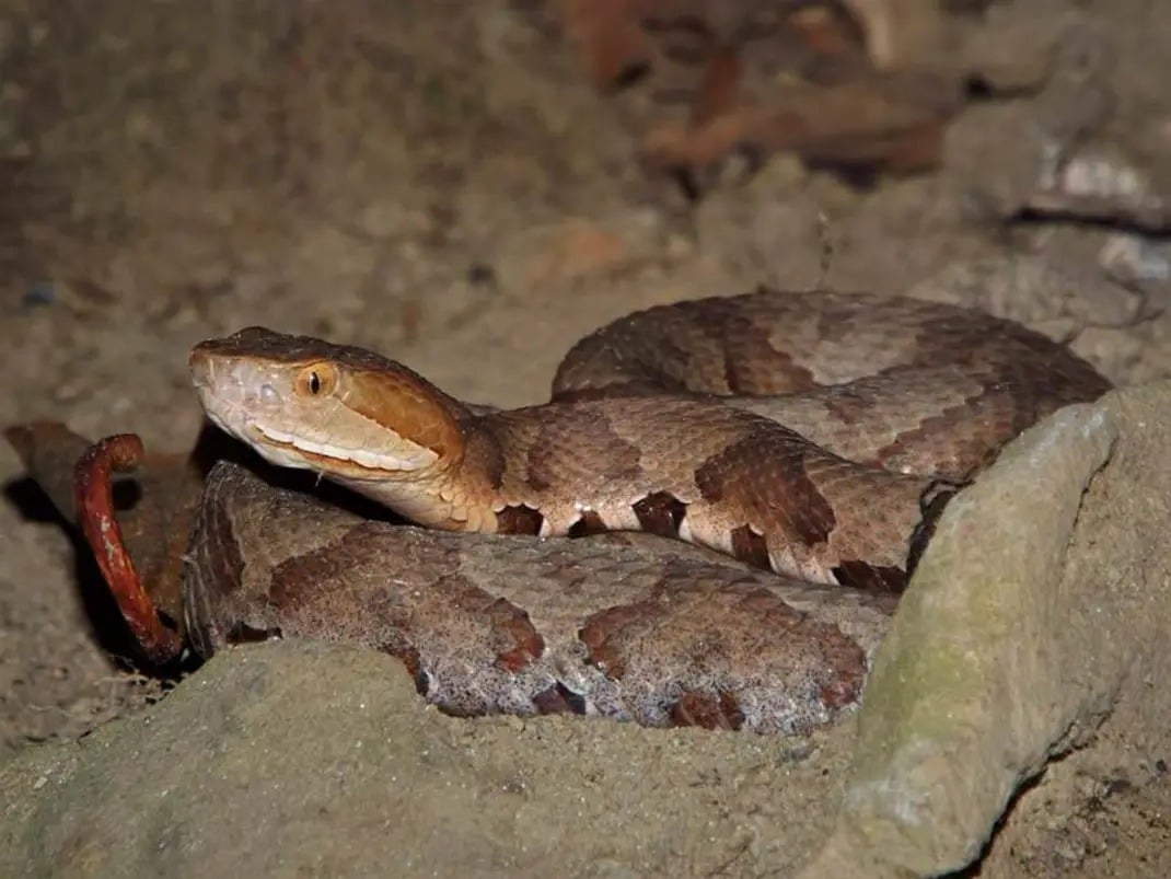 Copperhead snakes 101: Venom, habitat and first aid – Athens County ...